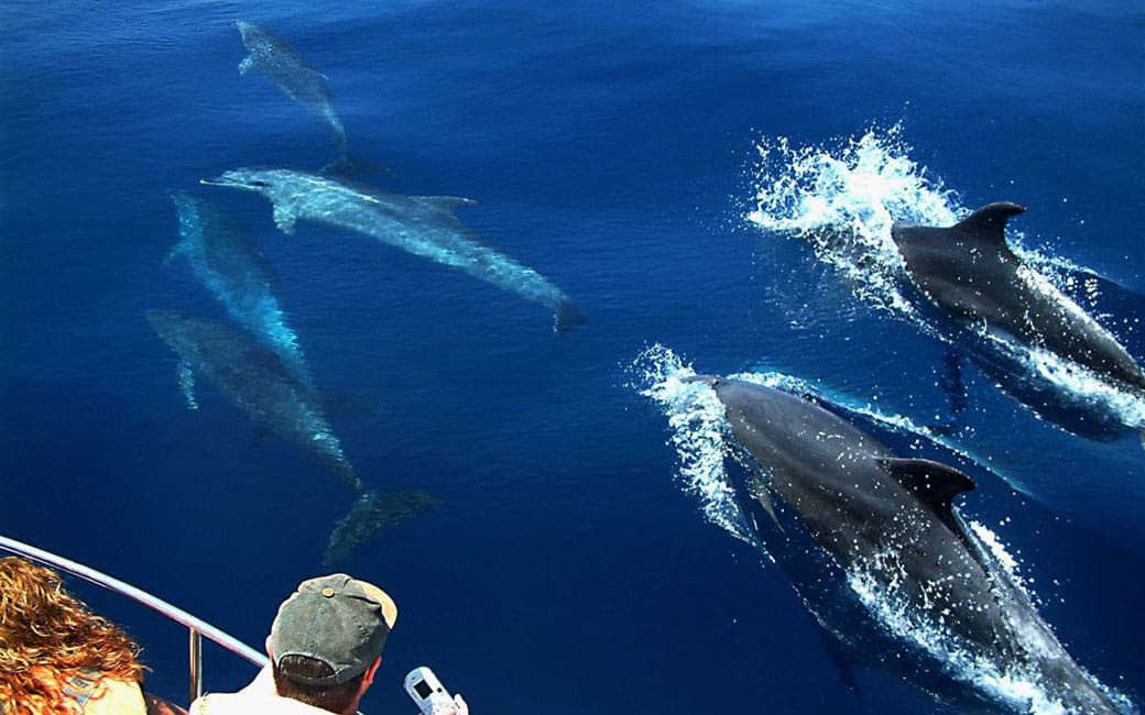 Observación de Cetáceos - Travel and Dream